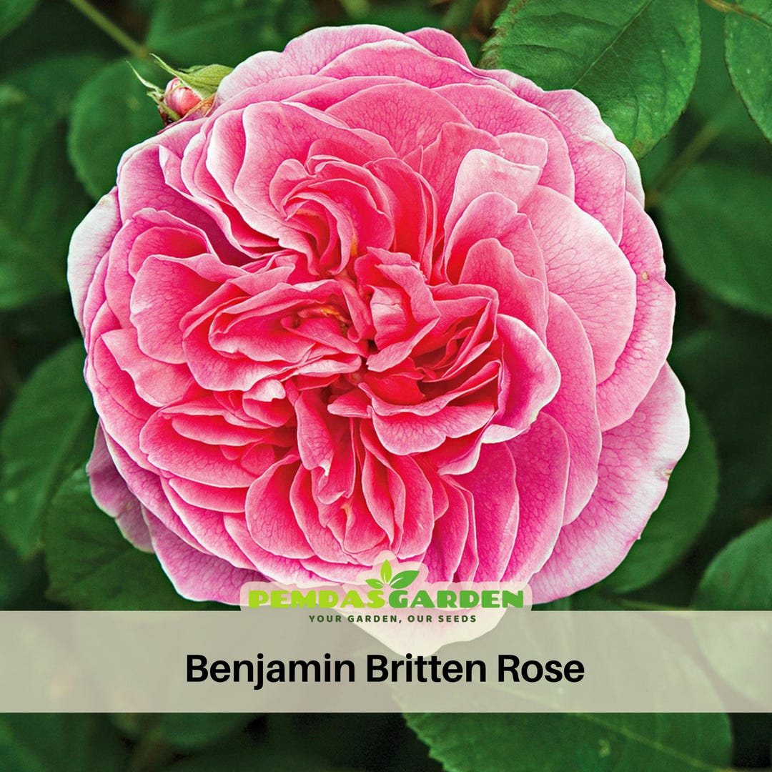 30+ Seeds| Benjamin Britten Rose Seeds - Authentic Seeds - Perennial ...