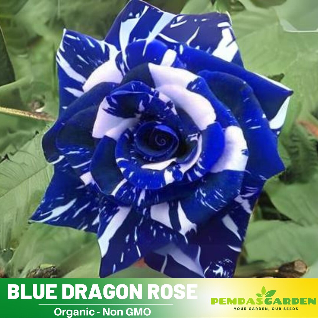 30+ Seeds|blue Dragon Rose Perennial Flower Rose - Authentic Seeds ...