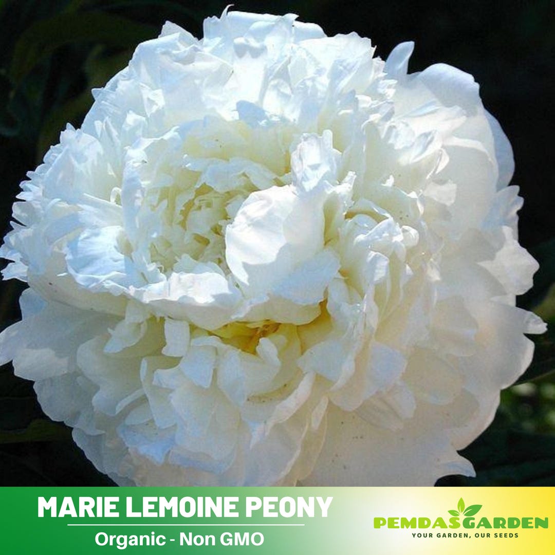 10+seeds| Marie Lemoine Peony Perennial Seeds - Paeonia - Attract ...