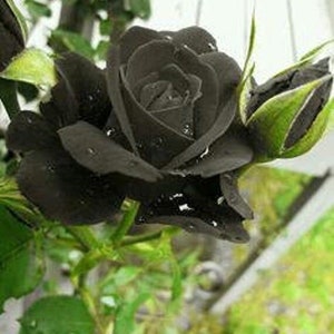 30+ Seeds|black Halfeti Rose Perennial Flower - Authentic Seeds ...