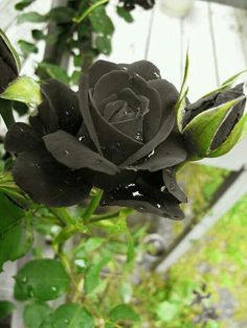30 Seedsblack Halfeti Rose Perennial Flower Authentic - Etsy