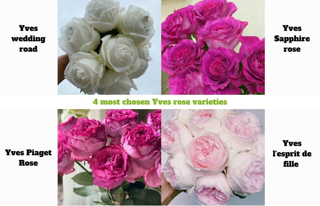 30 Seeds | 4 Most Chosen Yves Rose Varieties Seeds -flowers-or ...