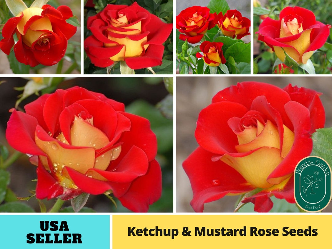 30 Seeds Ketchup & Mustard Flower Rose Seeds Authentic Seeds ...