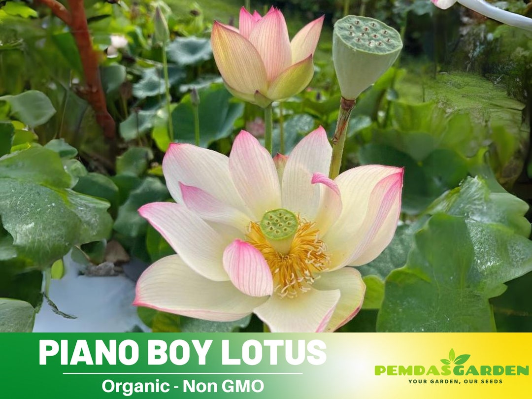 5 Rare Seeds Blushing Fairy Lotus Seeds Indian Lotus nelumbo Nucifera ...
