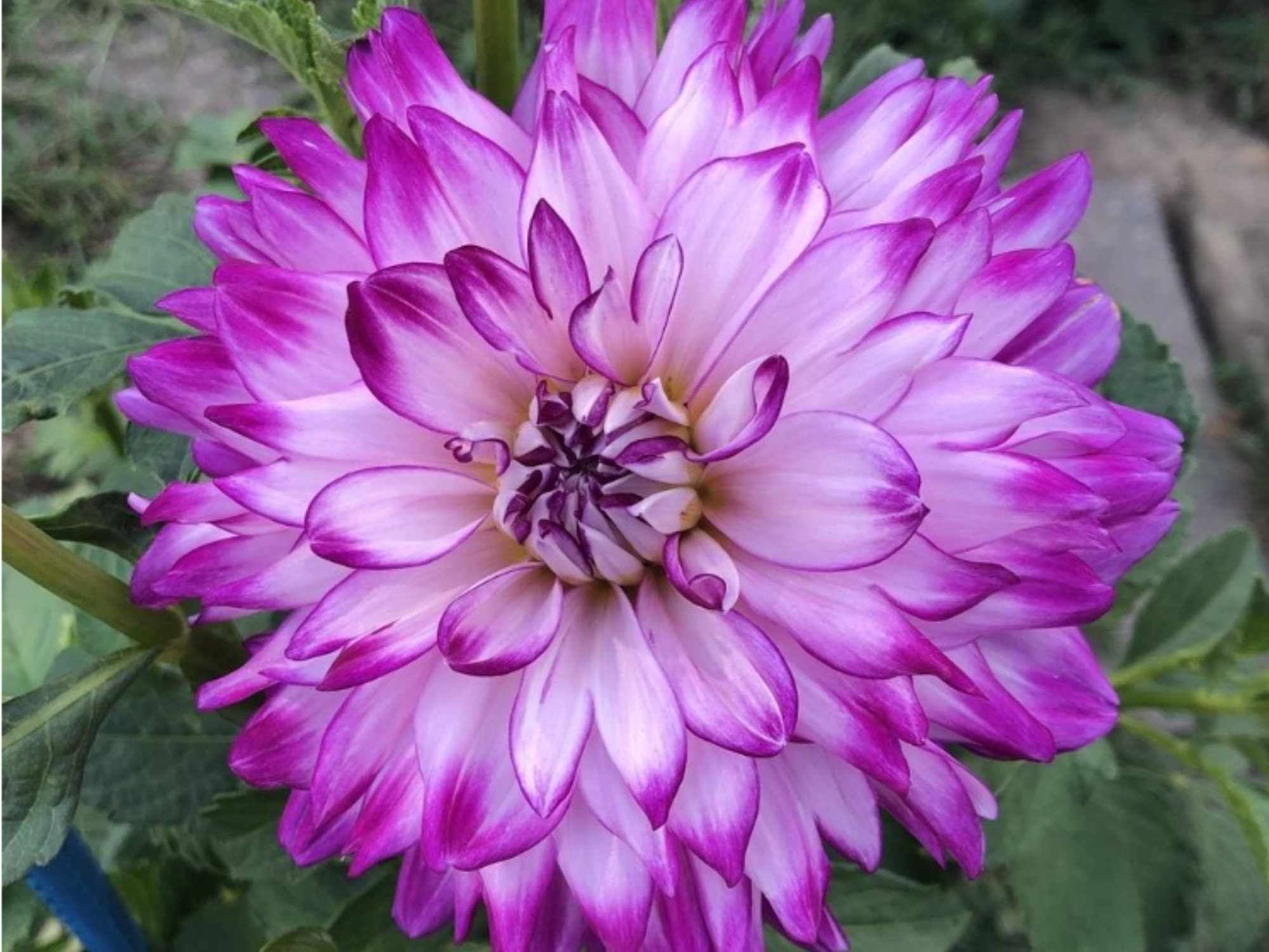40+ Seeds| Who Dun It Dahlia Seeds - Pollinator Friendly- Open ...