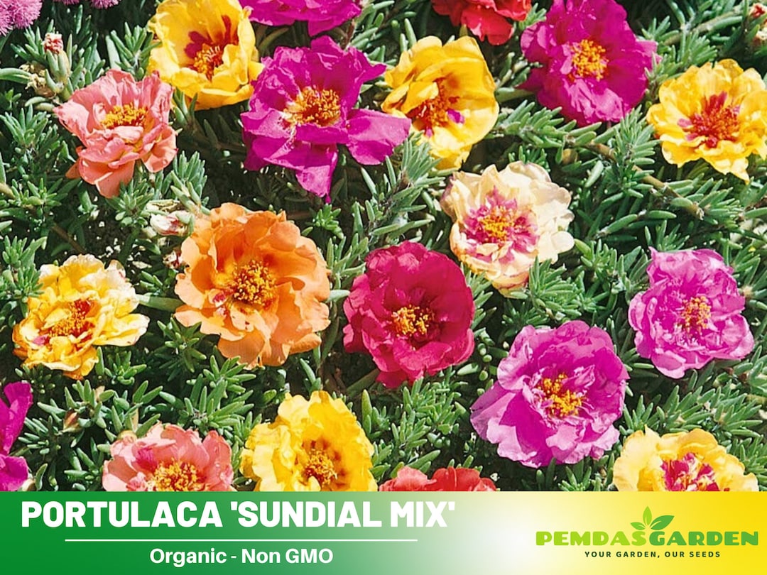 Portulaca 'sundial Mix' Seeds Moss Rose Seeds Purslanes Seeds Heirloom ...