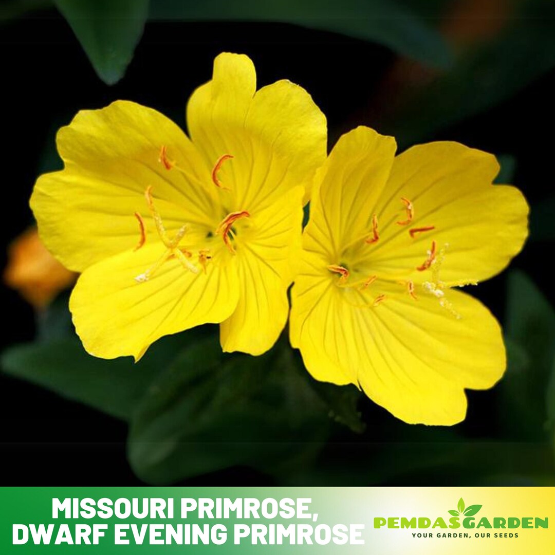 Missouri Primrose (dwarf) - Oenothera Macrocarpa Seeds - Evening ...