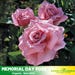 30 Seeds Dancing Rose Flower Seeds Authentic Seeds Perennialgmo ...