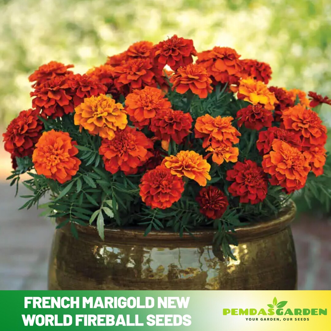 25+ Seeds| French Marigold New World Fireball Seeds - Edible - Open ...