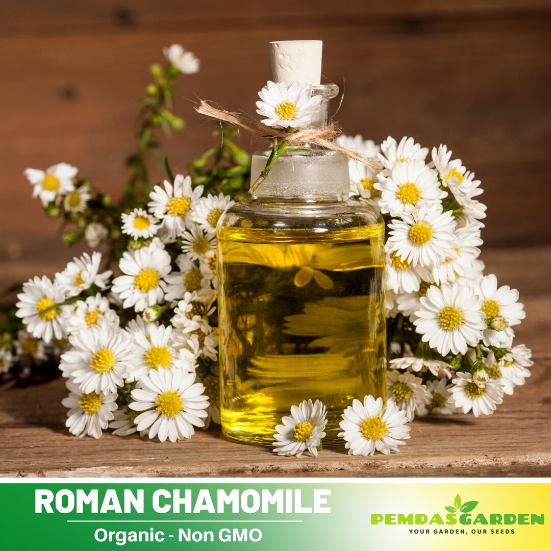 50 Seeds| Chamomile Roman Seeds Authentic - Heirloom - Herbal Tea ...