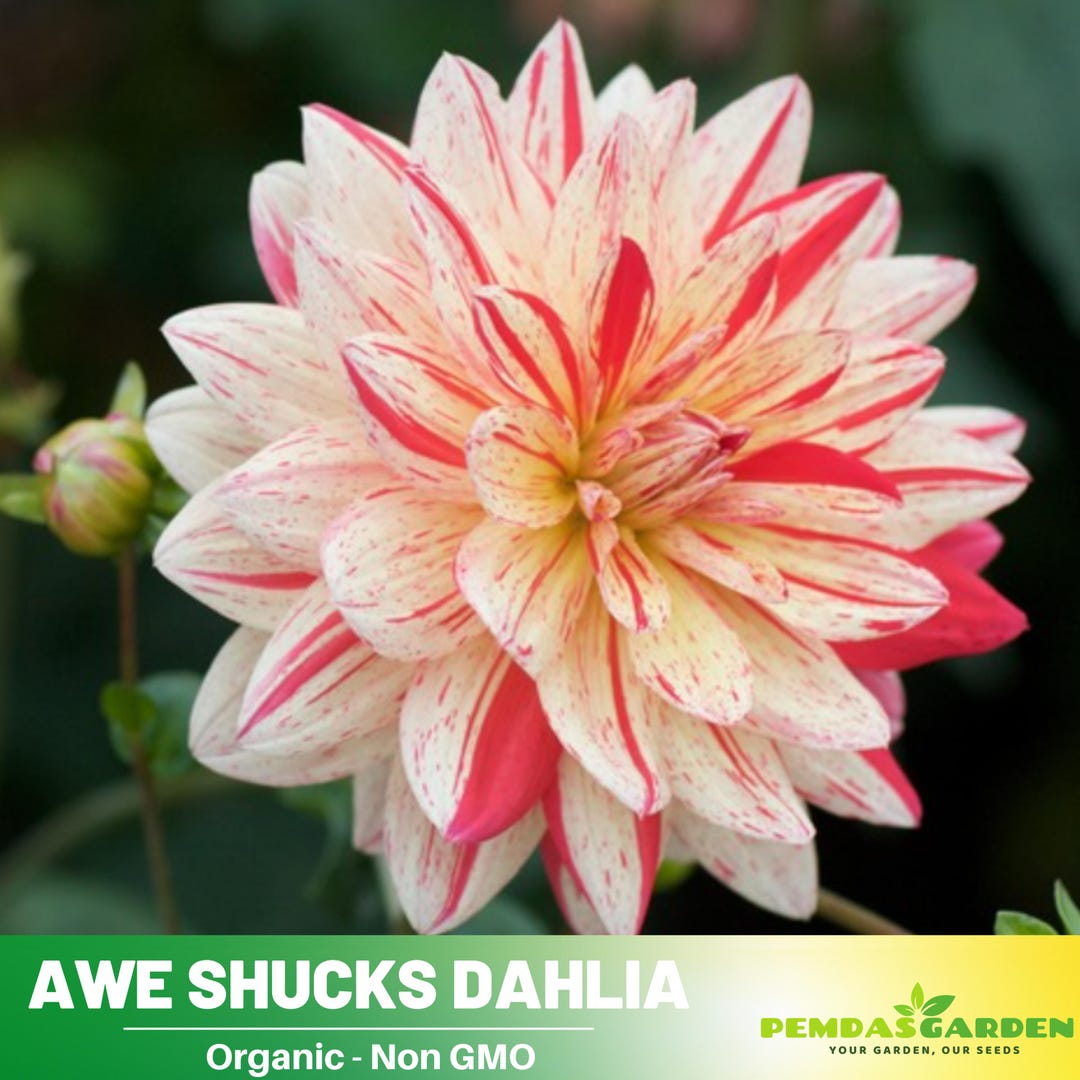 40+ Seeds| Awe Shucks Dahlia Seeds -pollinator Friendly- Open ...