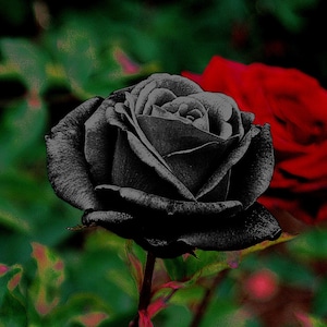 30+ Seeds|black Halfeti Rose Perennial Flower - Authentic Seeds ...