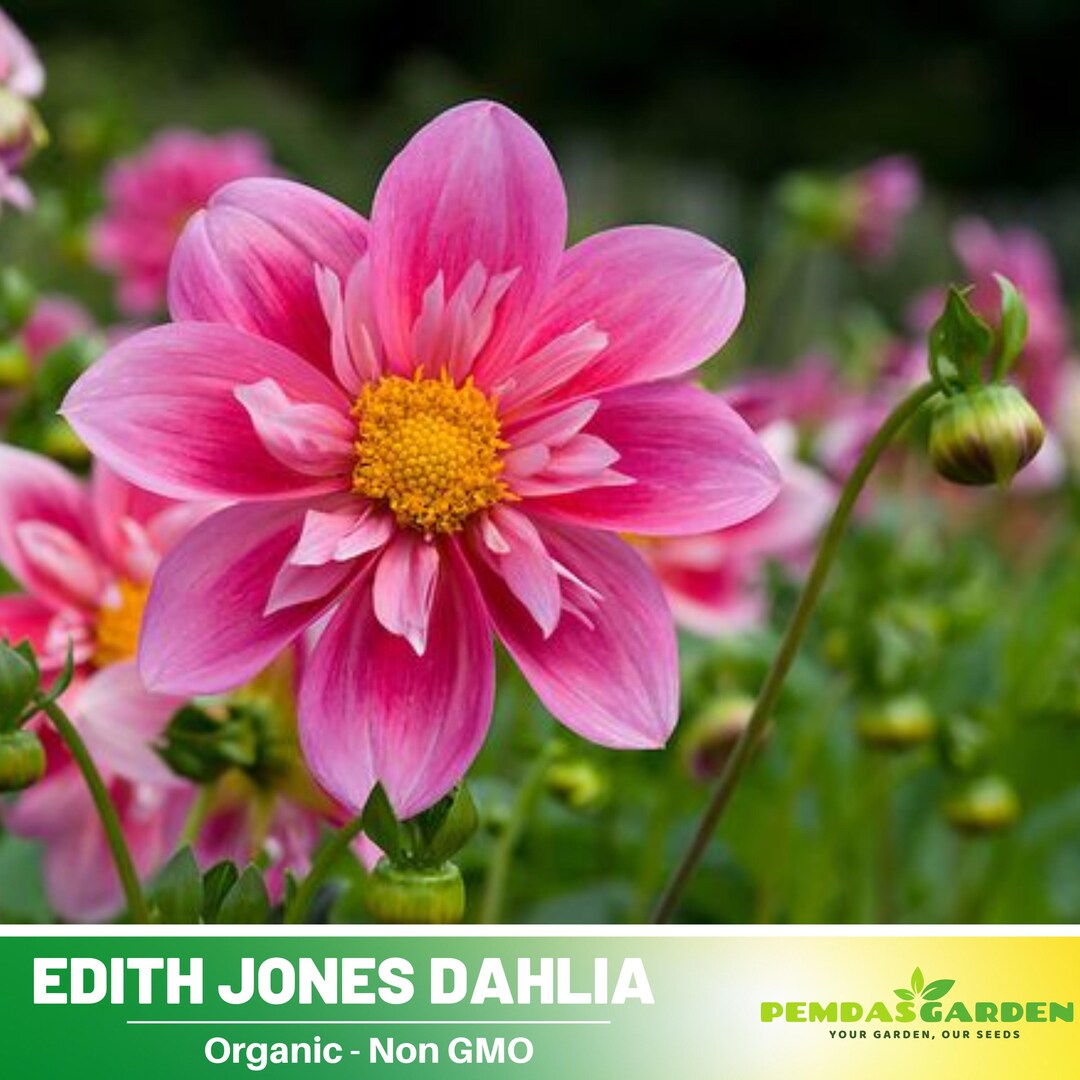 40+ Seeds| Edith Jones Dahlia Seeds - Pollinator Friendly- Open ...