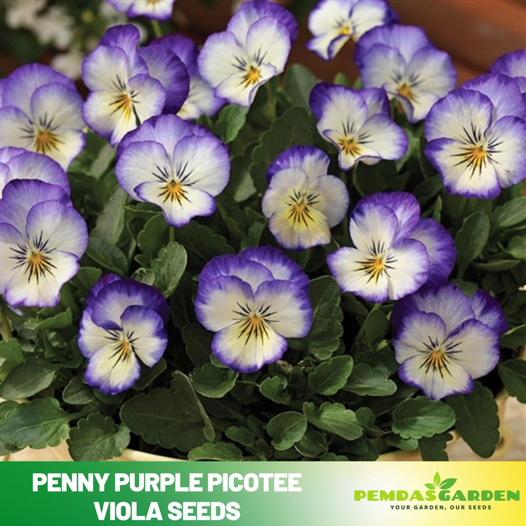 25+ Seeds| Penny Purple Picotee Viola Seeds - Cold Resistant - Draft ...