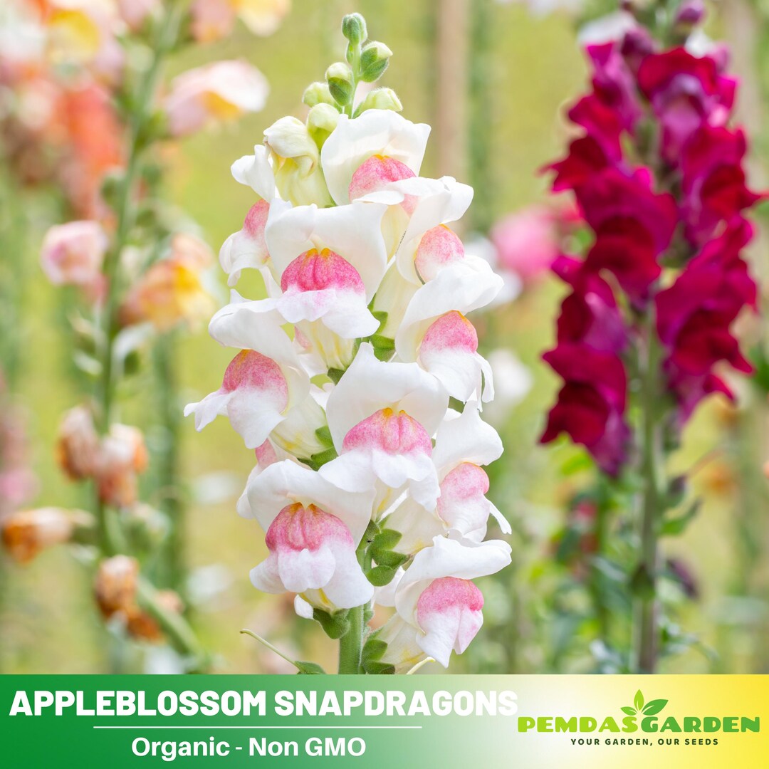 Opus Appleblossom Snapdragons Seeds - Cold Resistant - Attracts ...