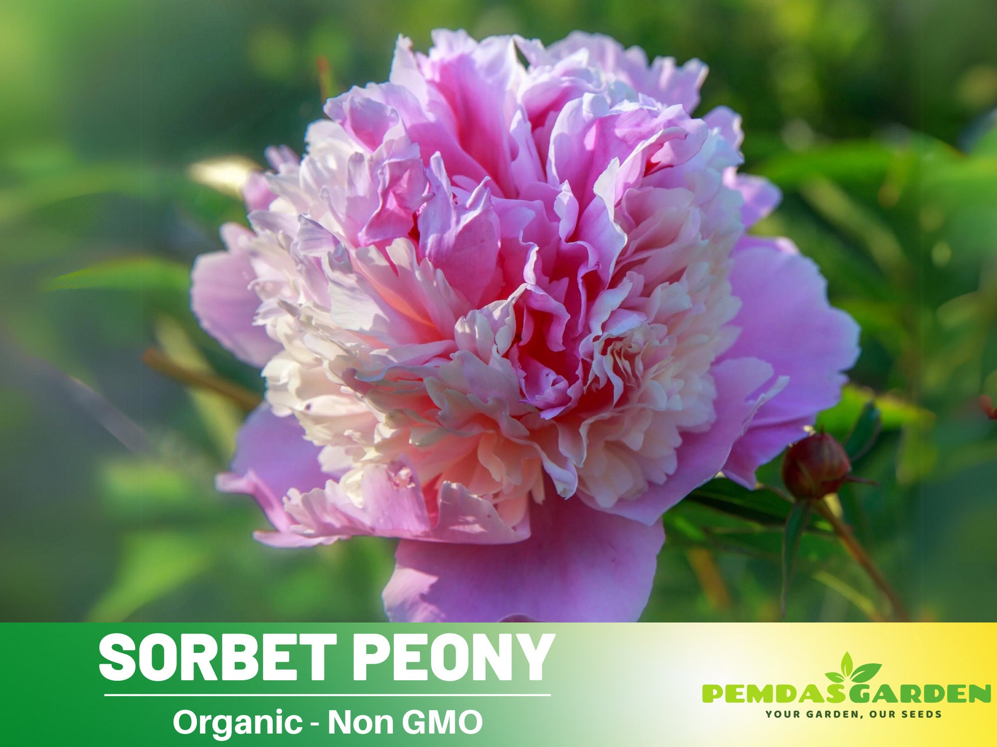 10+seeds| Sorbet Peony Perennial Seeds - Paeonia - Attract Butterflies ...