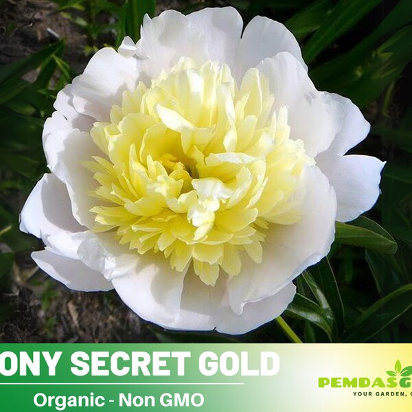 Gold Peony - Etsy