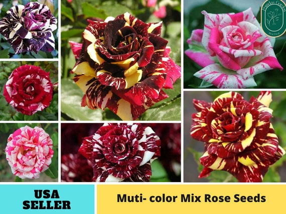 30 Seedsmuti Color Mix Flower Rose Seeds Authentic Seeds - Etsy