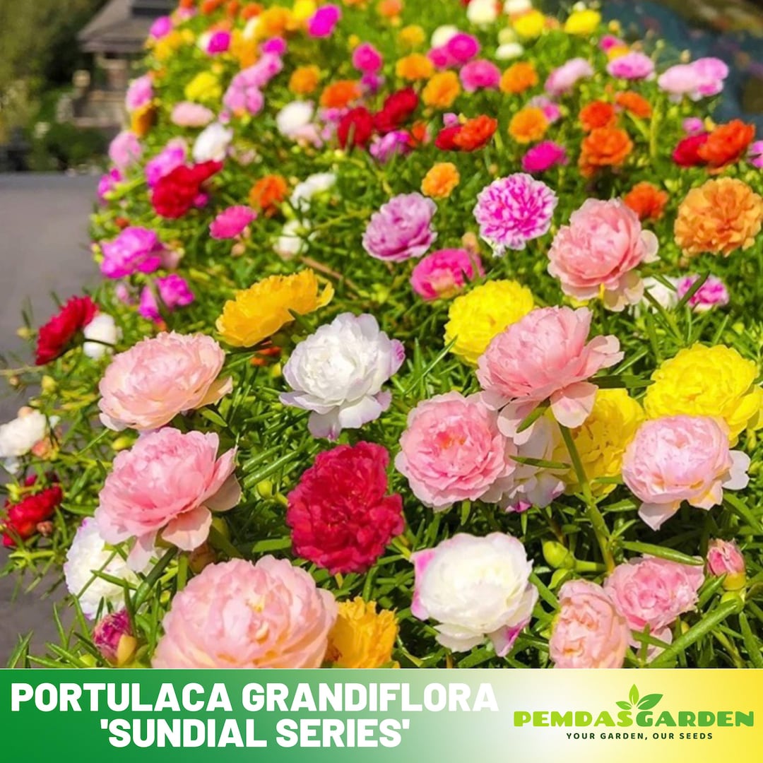 Portulaca Grandiflora 'sundial Series' Seeds - Purslanes Seeds ...