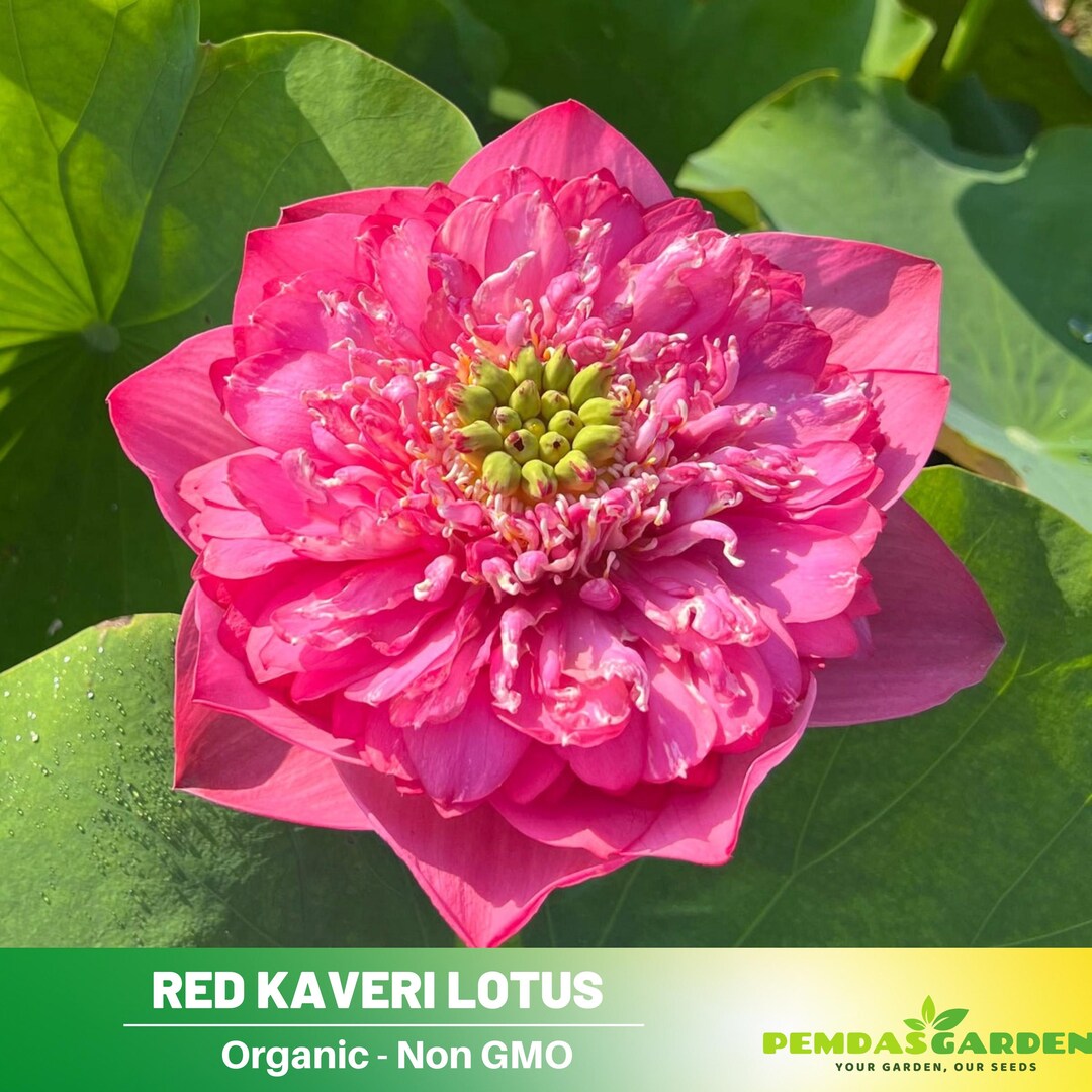 5 Rase Seeds | Red Kaveri Lotus Seeds -indian Lotus (nelumbo Nucifera ...