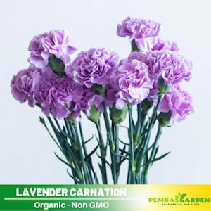 30+seeds|lavender Light Purple Carnations - Dianthus Seeds - Open ...