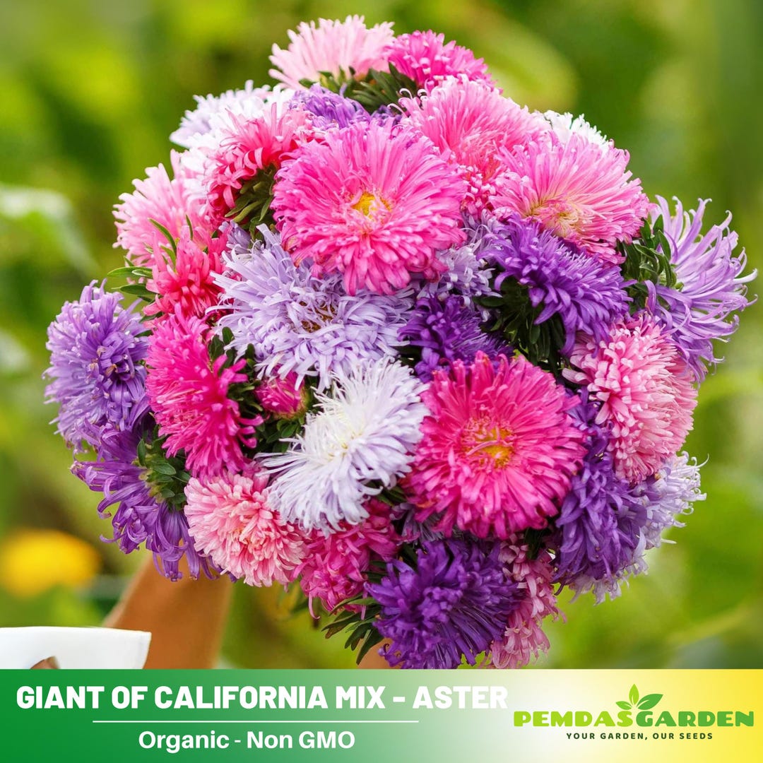 Giant of California Mix Aster Seeds - China Aster - Authentic - Open ...