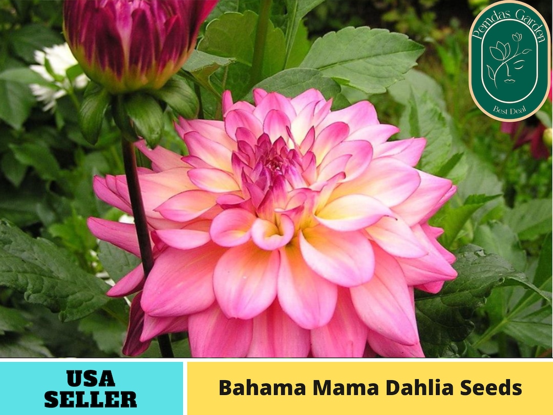 40 Seeds Bahama Mama Dahlia Seeds Authentic Seeds Perennial GMO Free ...