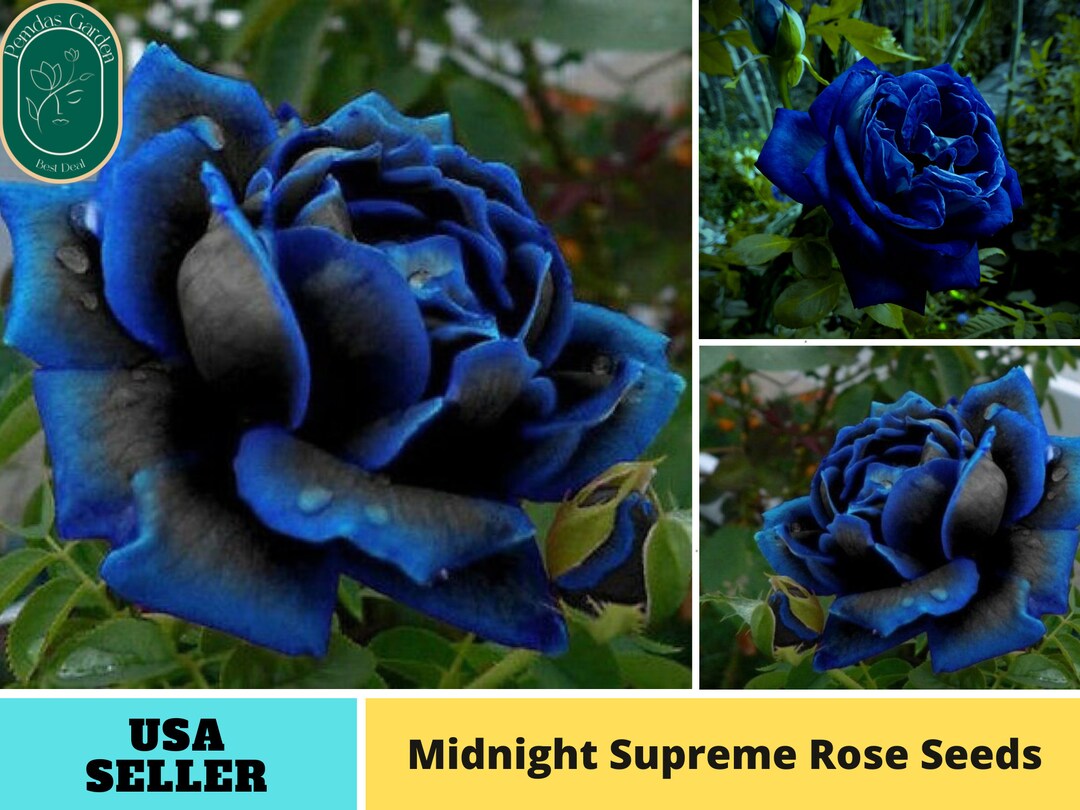 30 Seedsmidnight Supreme Rose Seeds Authentic Seeds Perennialgmo ...
