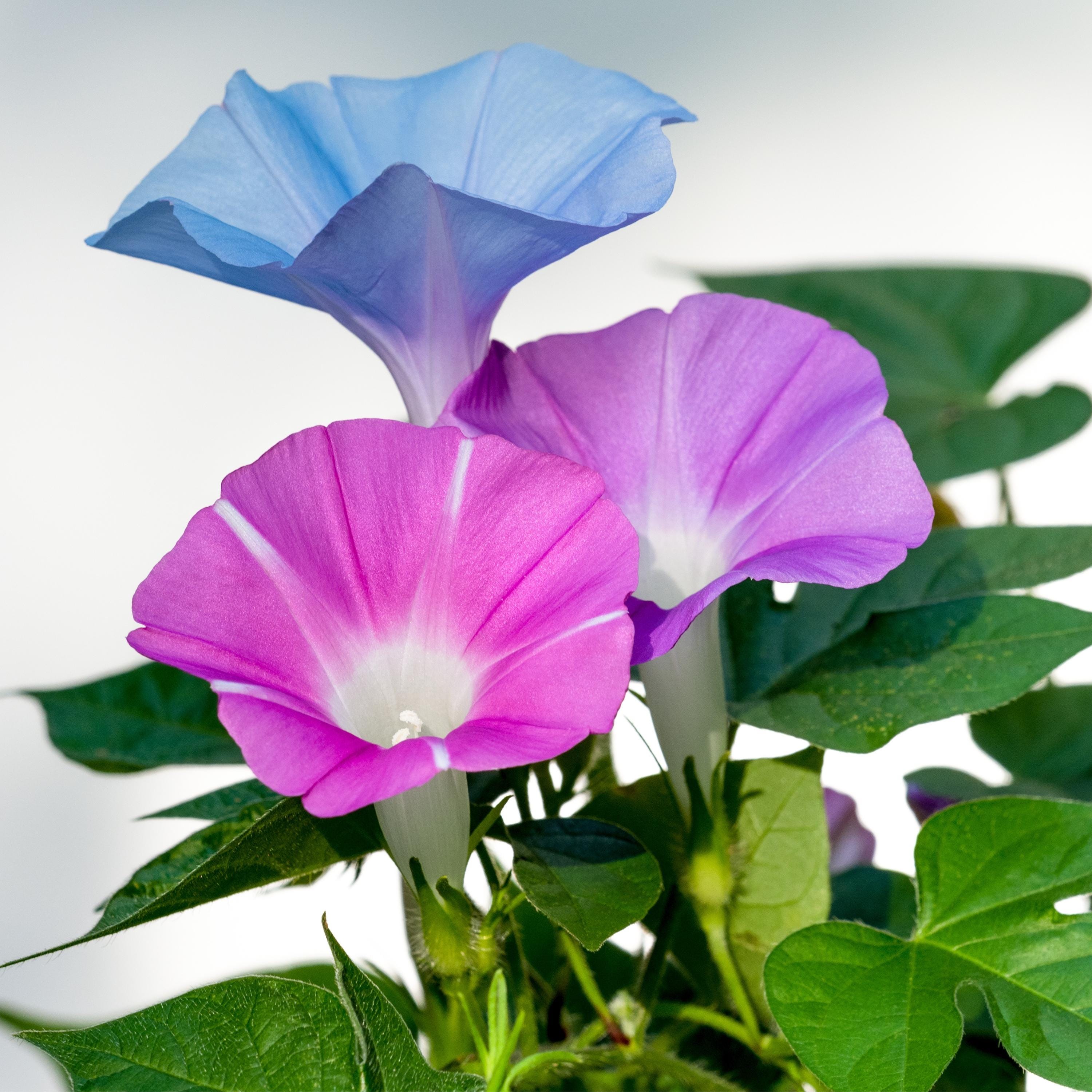 Mix Color Morning Glory Seeds Multicolor Flower Seeds Climbing Vine