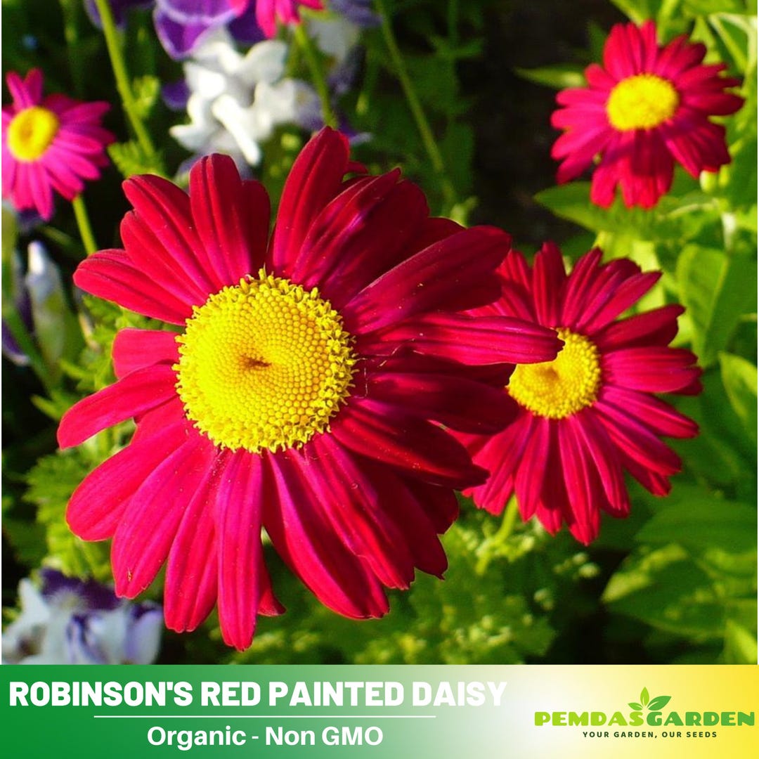 100 Seeds| Robinson's Red Painted Daisy Seeds - Authentic - Open ...