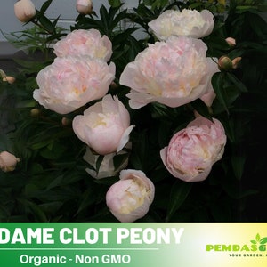 10+ Seeds| Madame Clot Peony Seeds - - Paeonia - Attract Butterflies ...