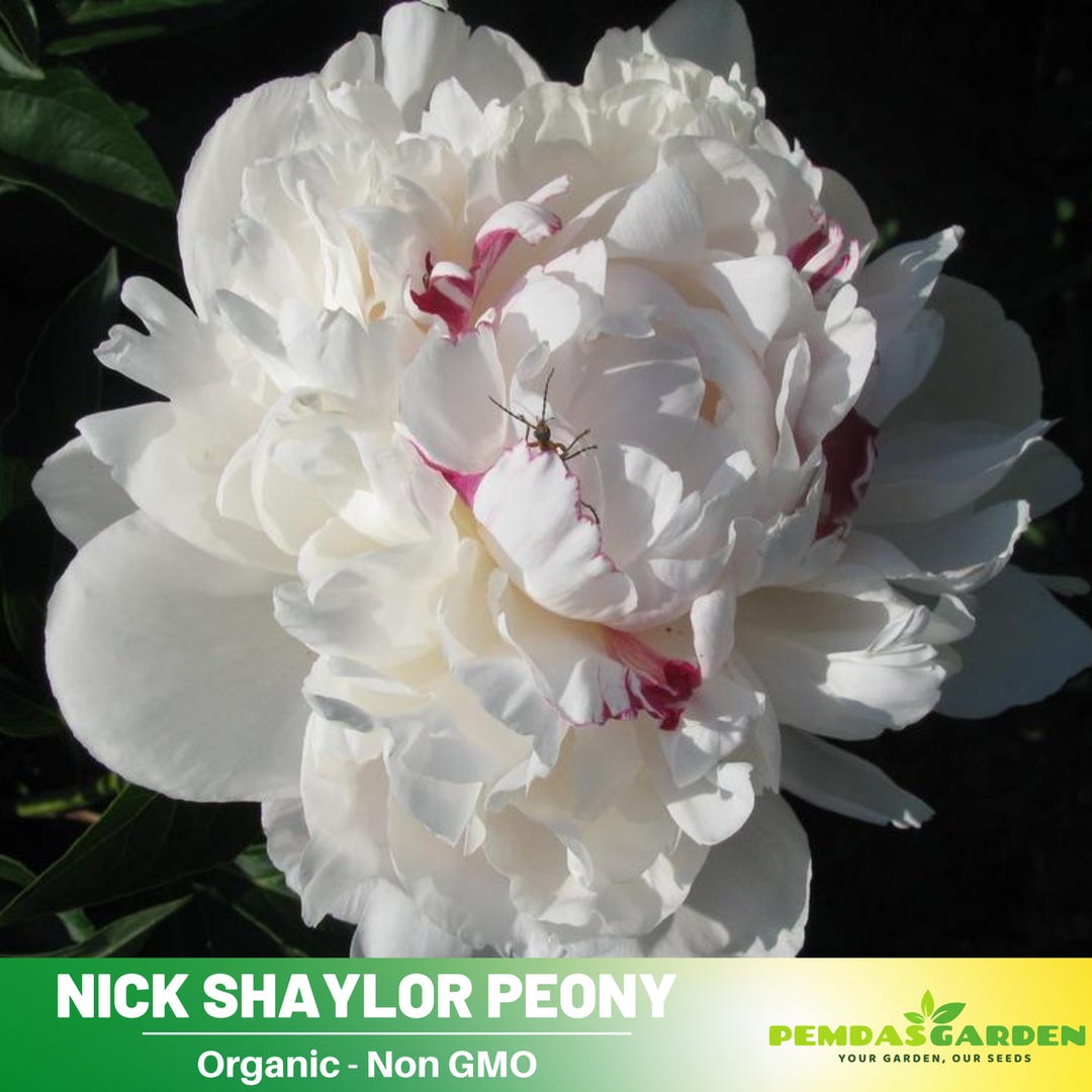 10+seeds| Nick Shaylor Peony Perennial Seeds - Paeonia - Attract ...