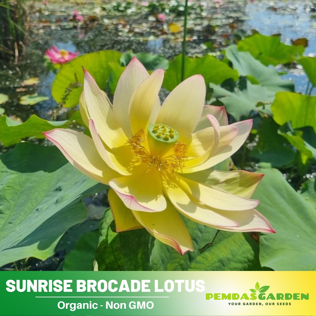 5 Rare Seeds| Sunrise Brocade Lotus Seeds - Indian Lotus (nelumbo ...