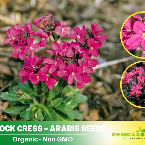 Rock Cress - Etsy