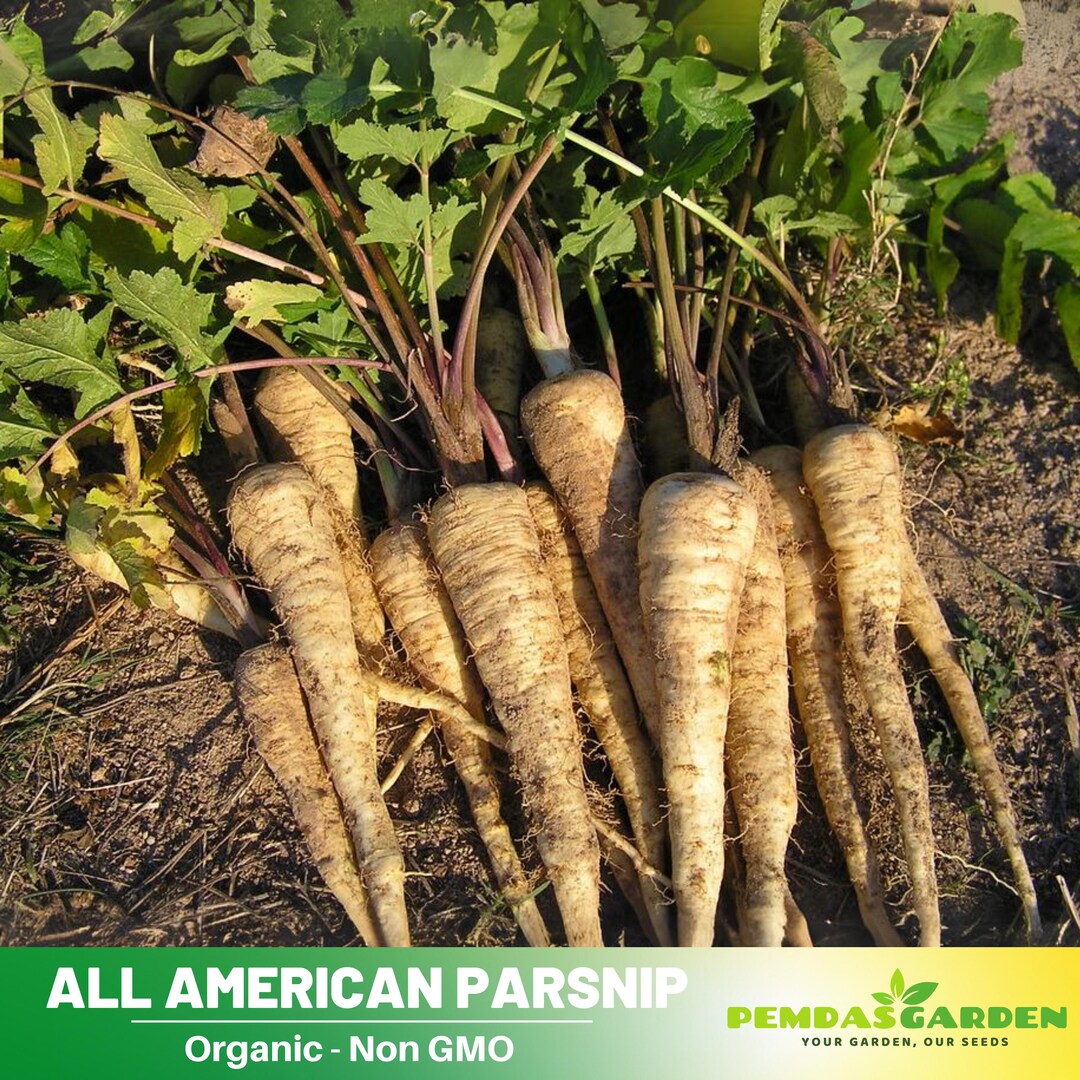 10 Seeds| All American Parsnip Seeds - Authentic - Open-pollinated ...