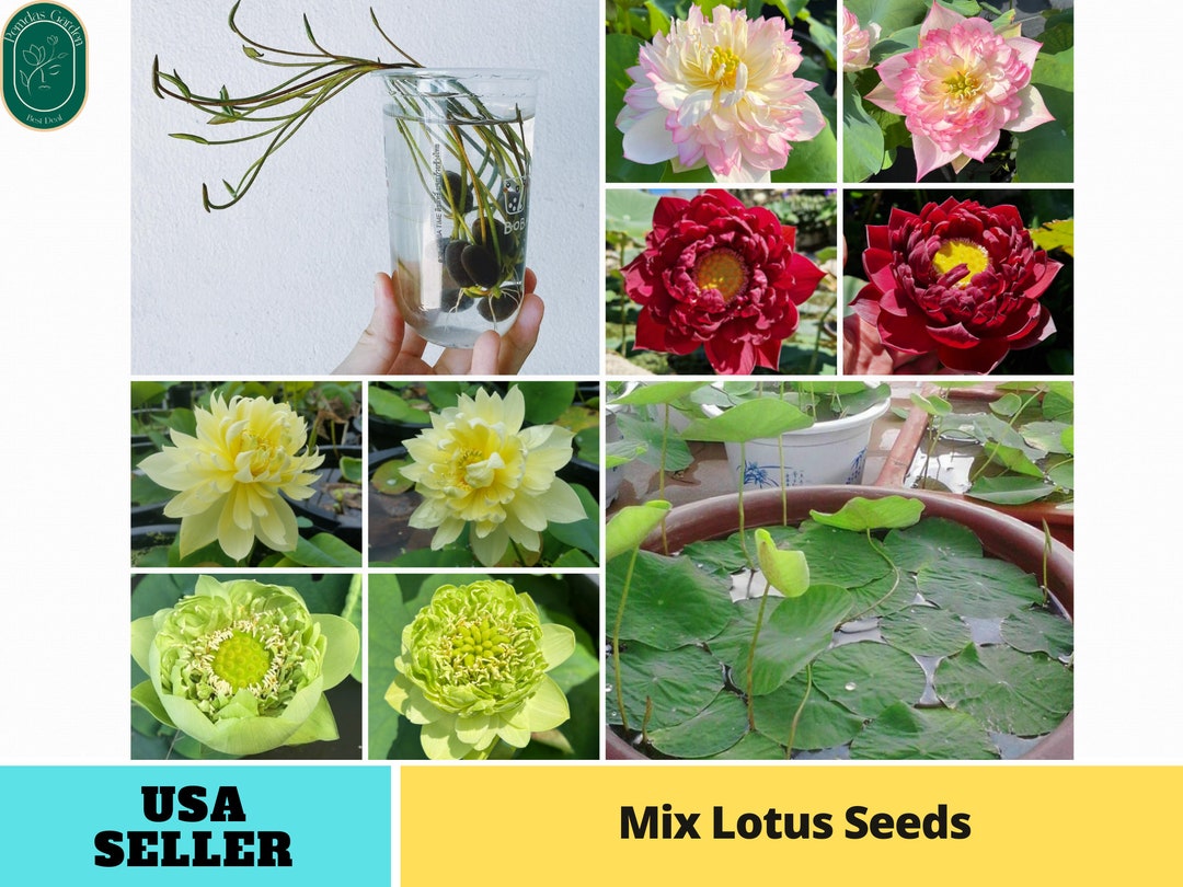 5 Rare Seeds Mix Lotus Seeds Indian Lotus nelumbo Nucifera Seeds Flower ...