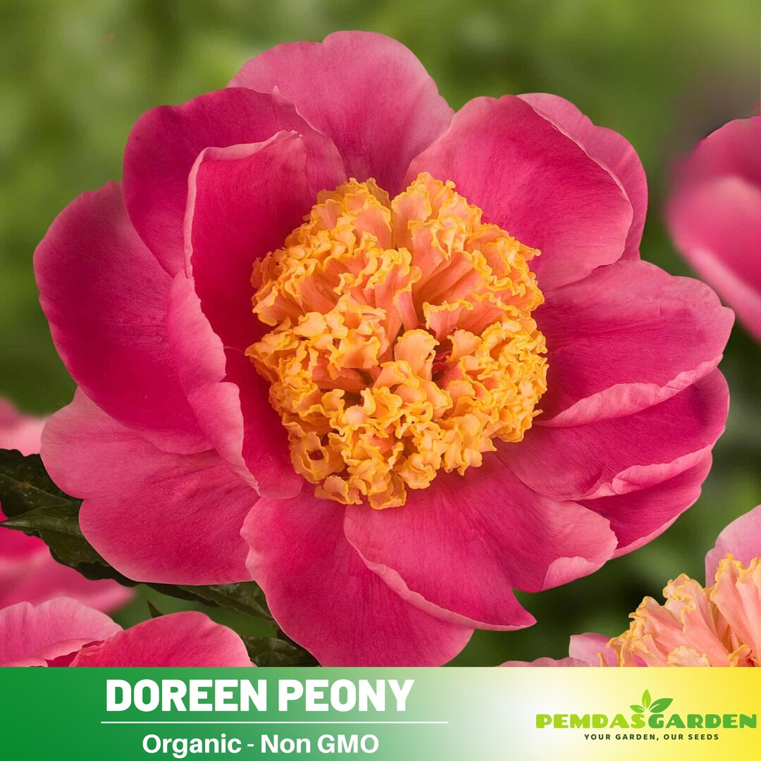 10seeds Doreen Peony Perennial Seeds Paeonia Attract Butterflies Open-pollinated Organic ...