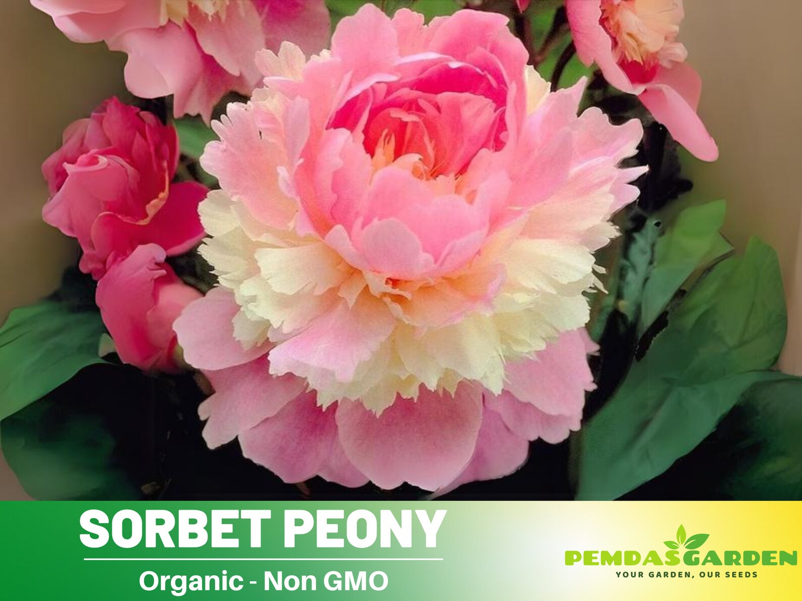 10+seeds| Sorbet Peony Perennial Seeds - Paeonia - Attract Butterflies ...
