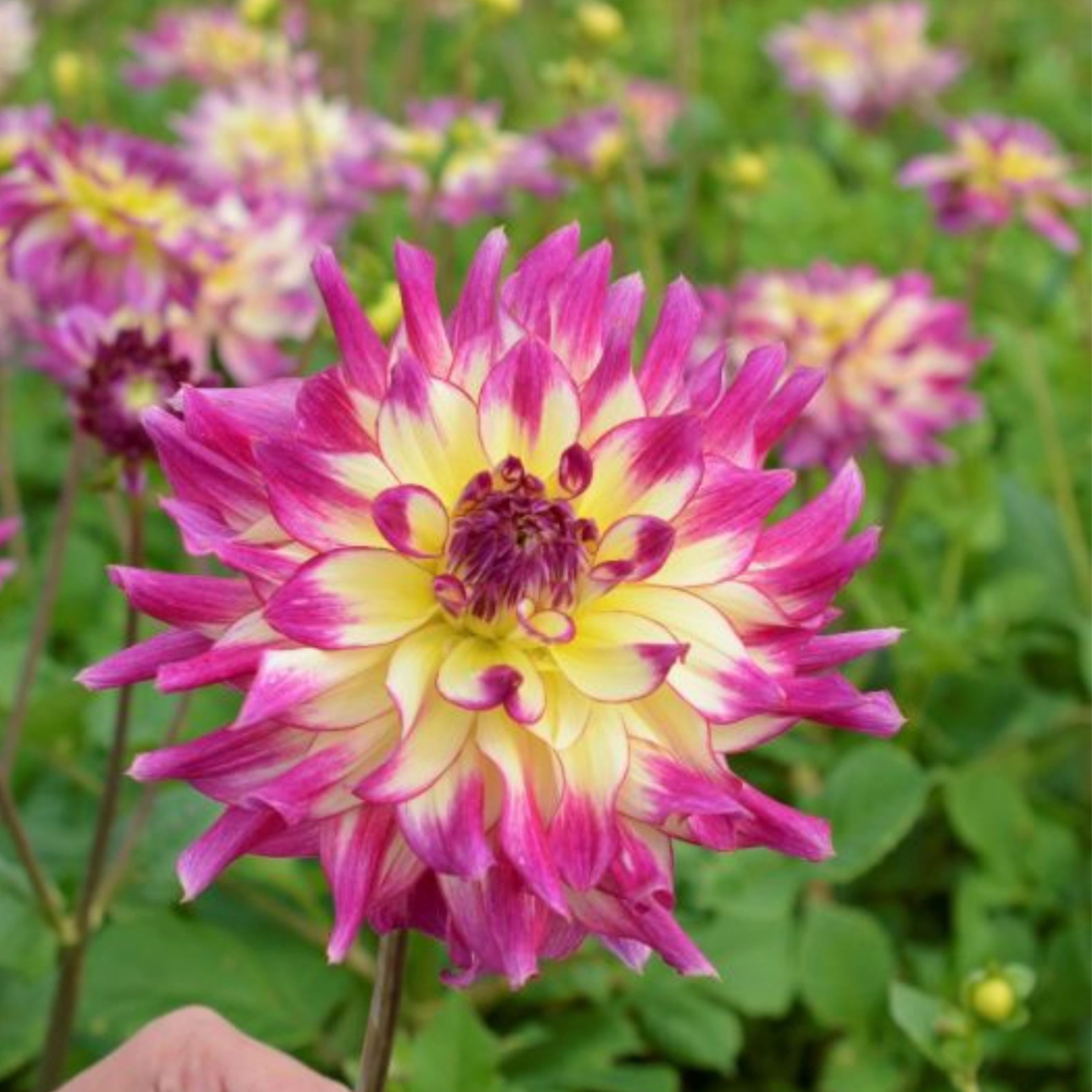 40+ Seeds| Zoey Rey Dahlia Seeds - Pollinator Friendly- Open Pollinated ...