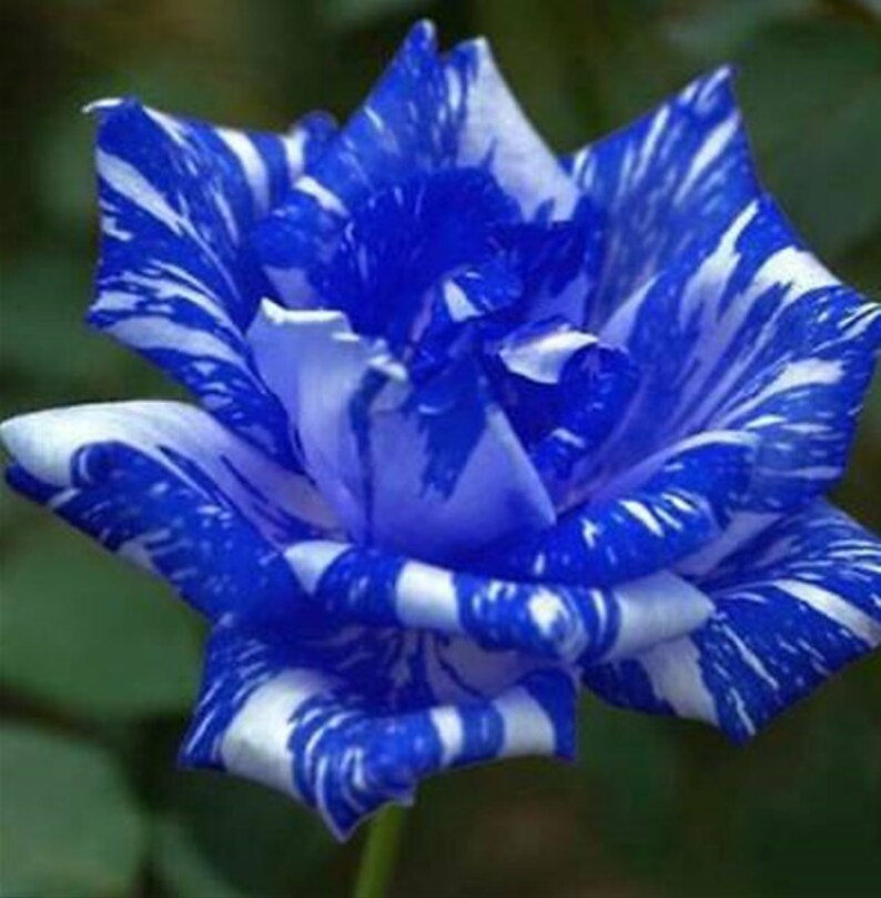 30 Seedsblue Dragon Rose Perennial Flower Rose Authentic - Etsy