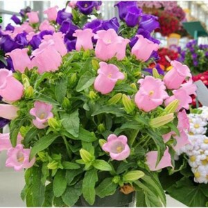Campanula Seeds - Cup & Saucer Mixture - Bellflowers Seeds - Authentic ...