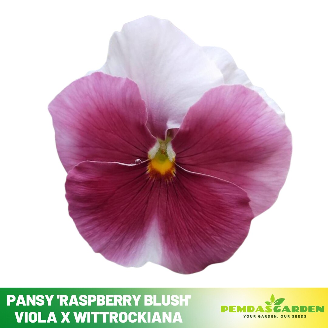 25+ Seeds| Pansy 'raspberry Blush' Viola X Wittrockiana Seeds - Cold ...