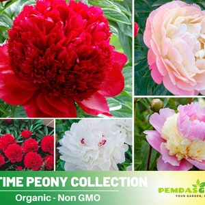 10+seeds| Lifetime Perennial Peony Collection Seeds- Paeonia - Attract ...