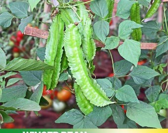 Winged Bean Seeds – Four-angled Bean – Fast Growing – Heirloom ...