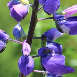 Lupinus Rivularis (riverbank Lupine) Seeds-cottage Garden - Heirloom ...