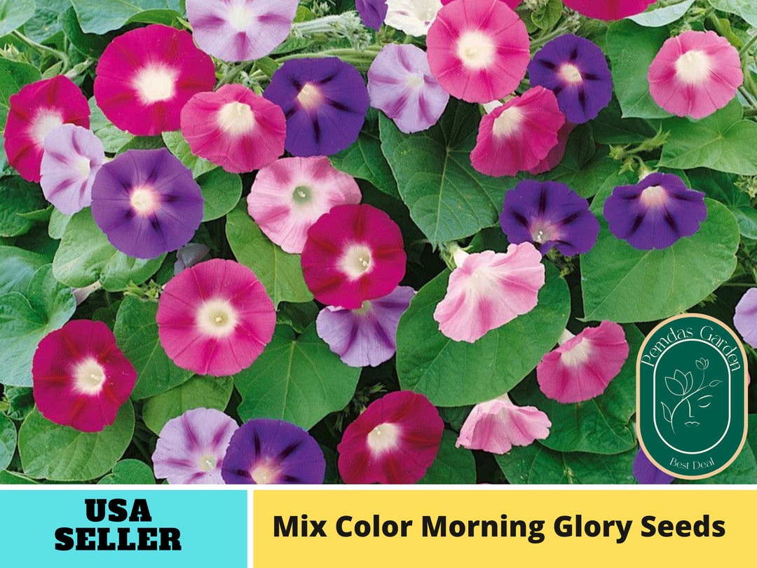 30 Seeds Mix Color Morning Glory Seeds Authentic Seeds Perennial GMO ...