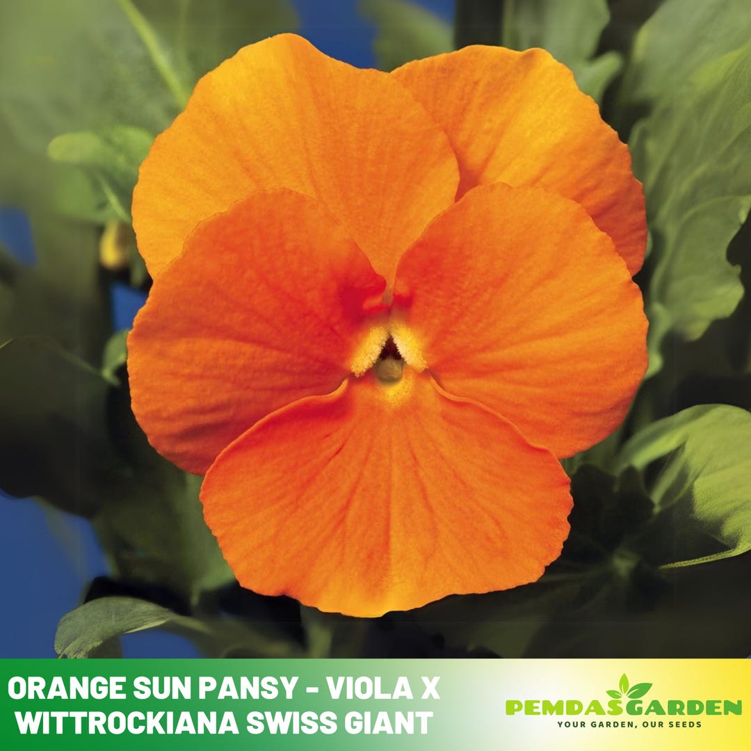 25+ Seeds| Orange Sun Pansy - Viola X Wittrockiana Swiss Giant Seeds ...