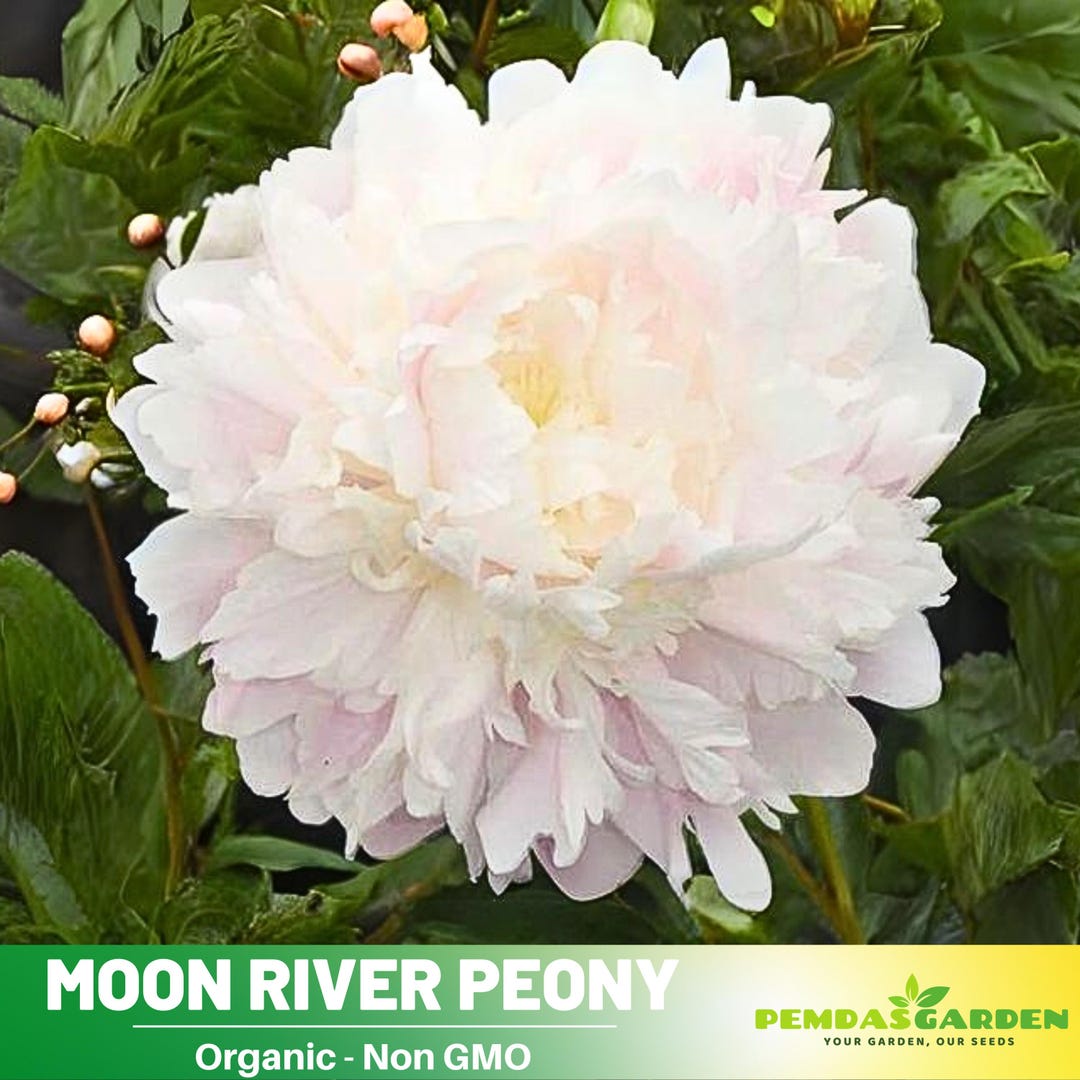 10+ Seeds| Moon River Peony Seeds - Paeonia - Attract Butterflies ...