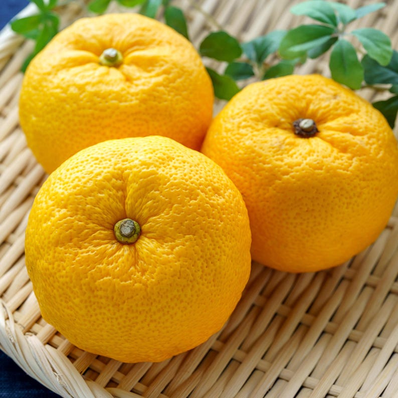 Yuzu Citrus Seeds (citrus Junos, Japanese Lemon, Yuza) – Hardy Fragrant ...