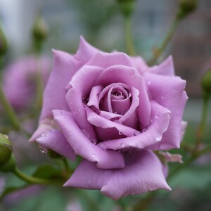 30 Seeds Light Purple Perennial Flower Rose Authentic - Etsy